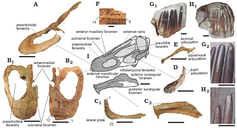 Equatorial Minnesota: Rebbachisauridae