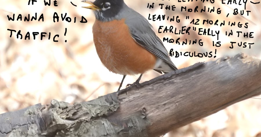 sciencemug sip science & laugh: THE TRUE REASON WHY AMERICAN ROBINS ...