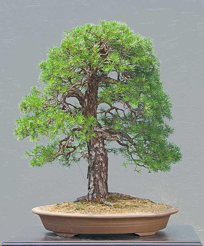Walter Pall Bonsai Adventures: Scots pine #3 old needles plucked