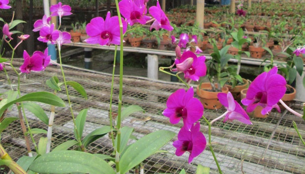 Pras Academy - SMP: Teknologi Reproduksi Pada Tumbuhan