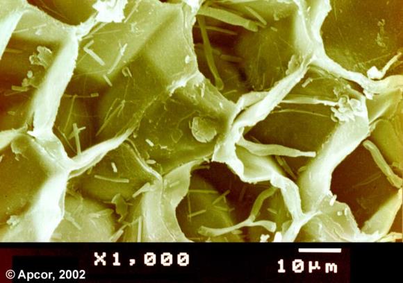 Perkembangan Teori Sel ~ Biologi