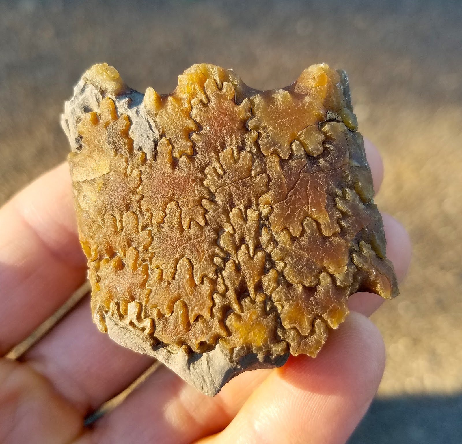 Zookeeper Fossils: Baculite Gallery from My Favorite Stop