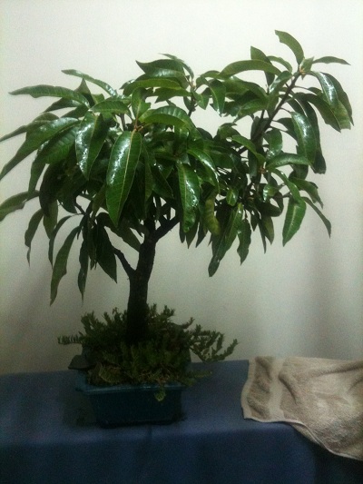 Get Much Information: Bonsai Trees & Plants