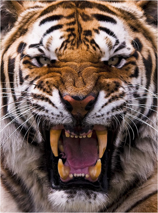 Tigre enojado HD - Imagui