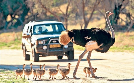 TABORA LEO HABARI: JE WAJUA KUHUSIANA NA NDEGE AINA YA MBUNI?IPO HAPA