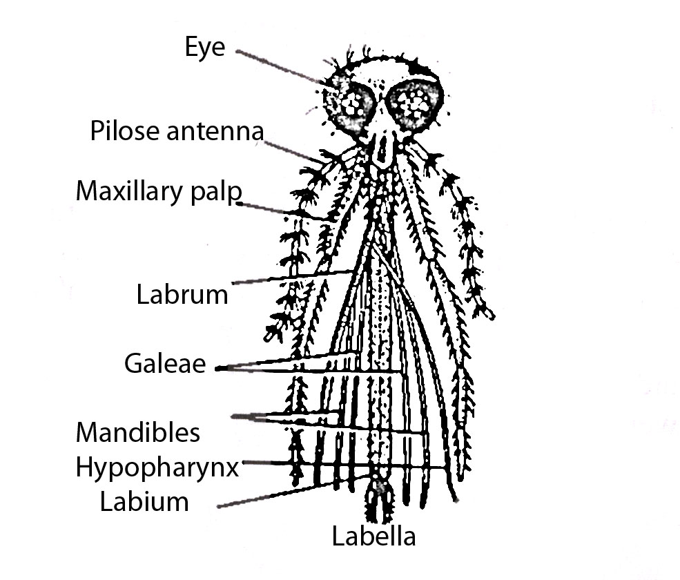 B. Sc. - II Animal Diversity- IV (Old) : Mouth Parts of Insects