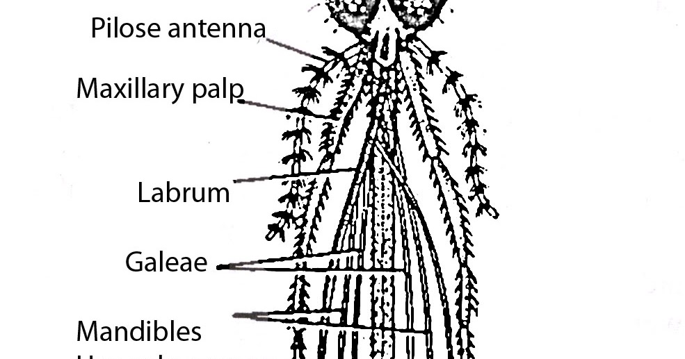 B. Sc. - II Animal Diversity- IV (Old) : Mouth Parts of Insects