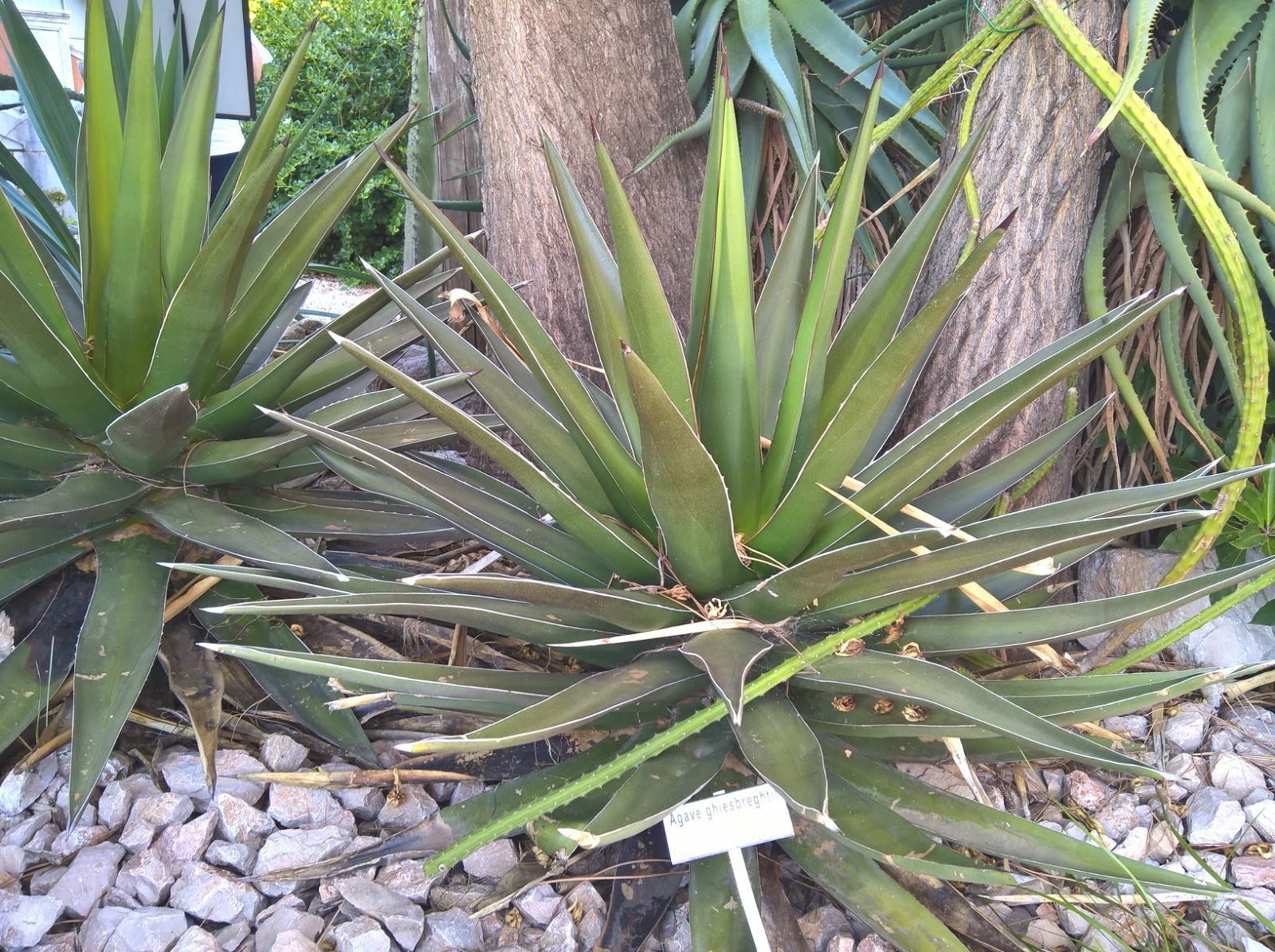 Agave : Come Riconoscere le Diverse Specie - Con Foto e Descrizione ...