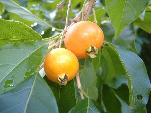 Crónicas de la Tierra sin Mal : Guabirá, planta medicinal de la región ...