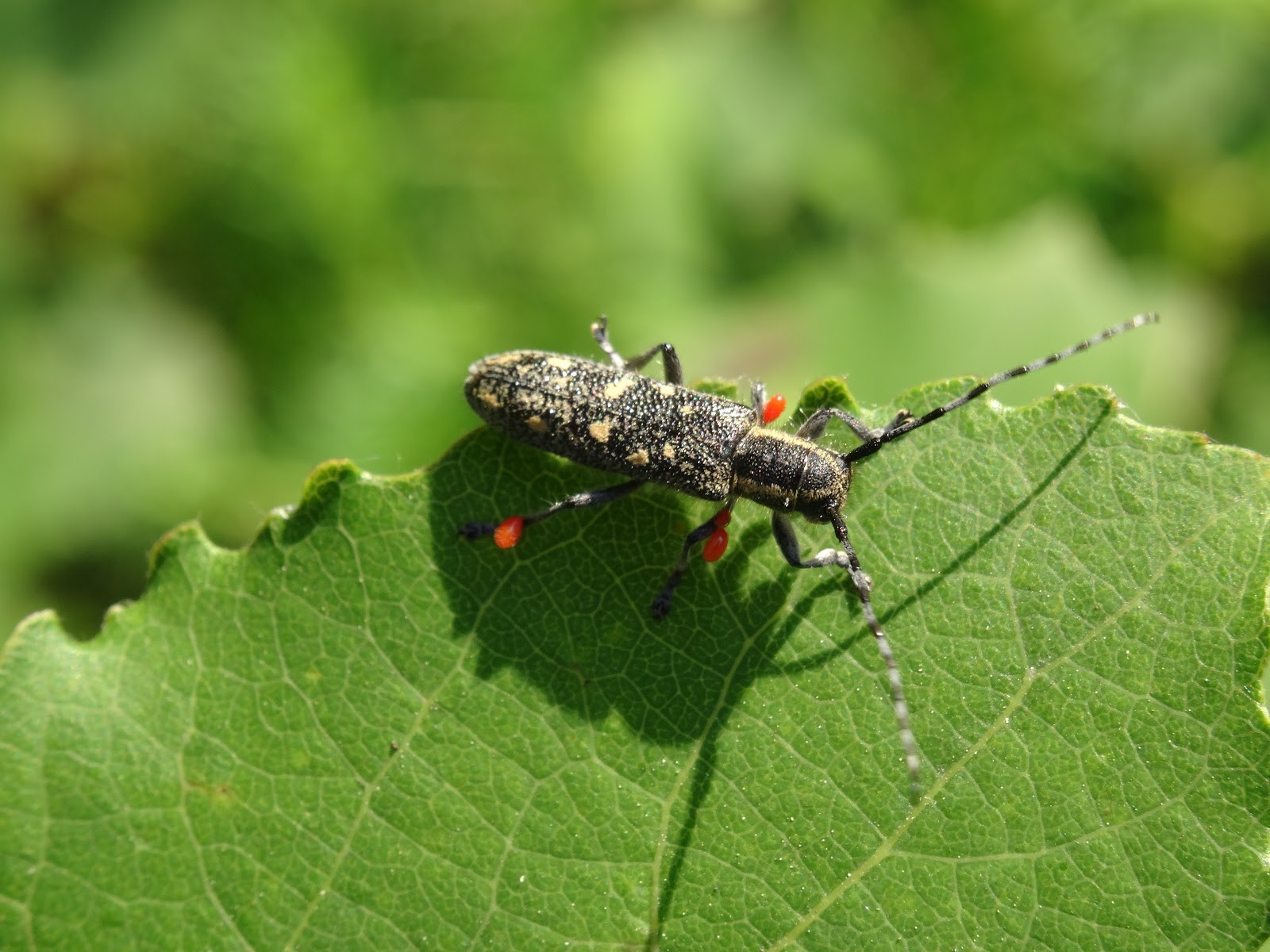 Fotografia przyrody.: Rzemlik osinowiec (Saperda populnea).