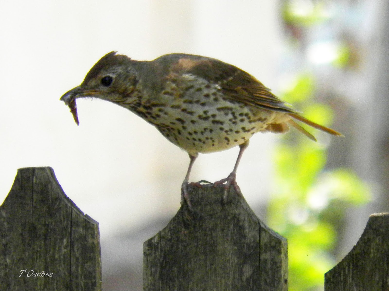 PASARI DIN ROMANIA: STURZ CANTATOR, Turdus philomelos