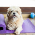 Dog Mat Training in 3 Simple Steps | Australian Dog Lover