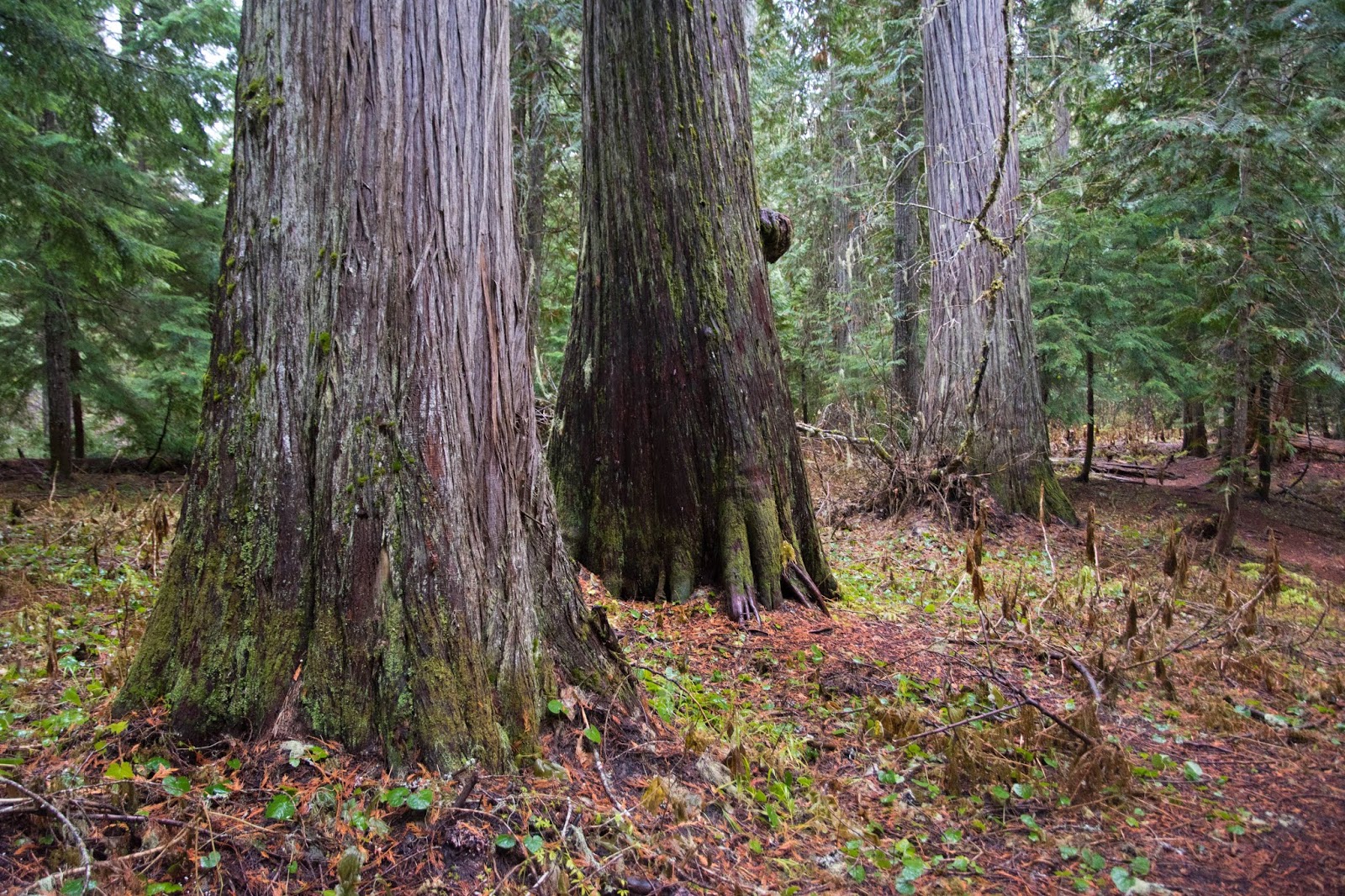 Hiking Shenandoah: Roosevelt Grove of Ancient Cedars