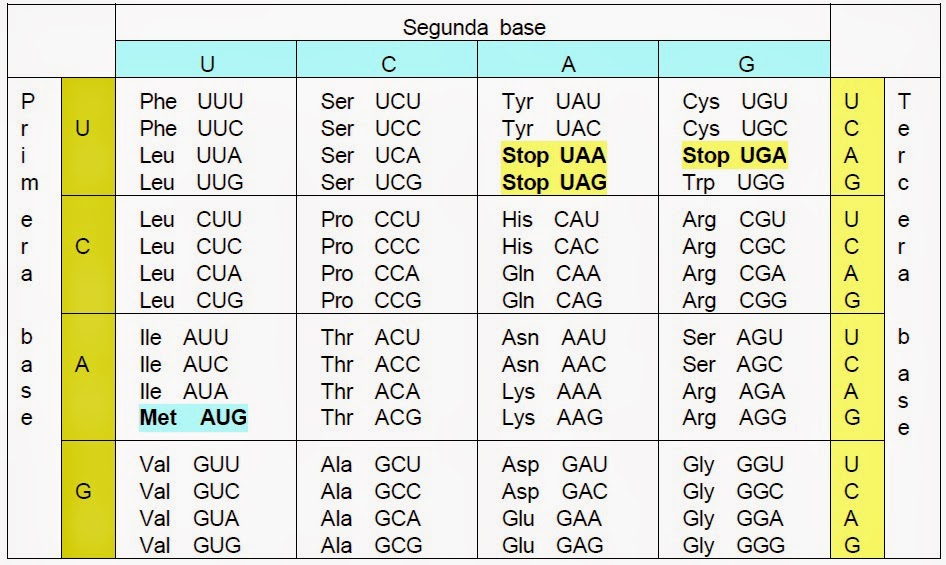 Principales características del código genético | Apuntes de Biología ...