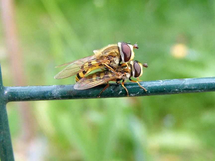 Loire Valley Nature: Migrant Hoverfly - Eupeodes corollae