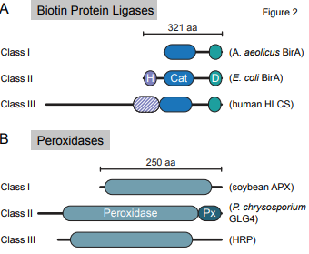 News in Proteomics Research: The ultimate guide to Proximity Labeling!