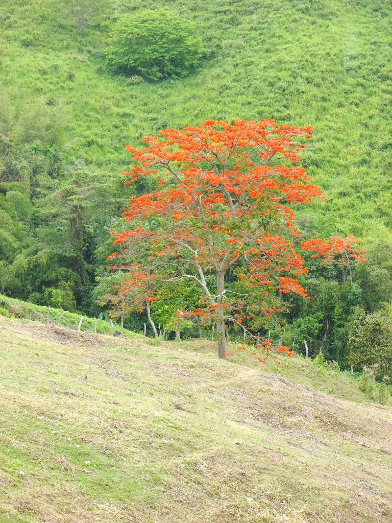 Noticias, Arte, Cultura y Turismo: VER FOTOS GIGANTE HUILA