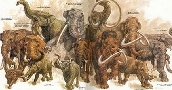 Info Hewan Tumbuhan Prasejarah: Proboscidea, ordo mamalia berbelalai