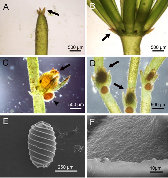 Eugerisha_sha: chara fragilis