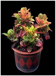 Bari Flora's: Pohon Puring