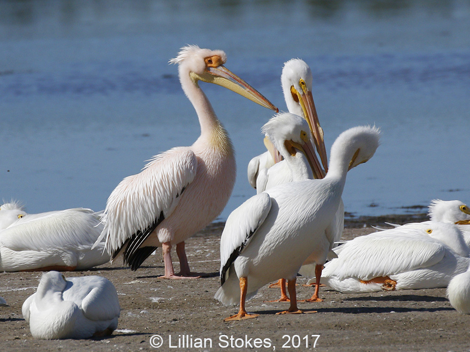 STOKES BIRDING BLOG: Mega Rare Great White Pelican More Photos