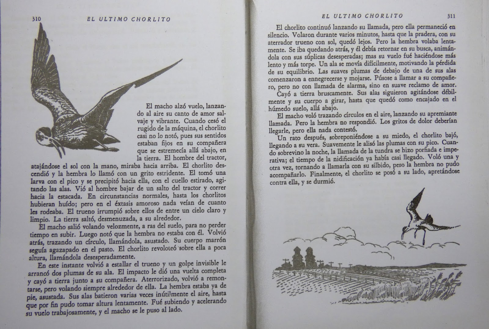 NO SIN MIS PRISMÁTICOS: "EL ÚLTIMO CHORLITO" Fred Bodsworth