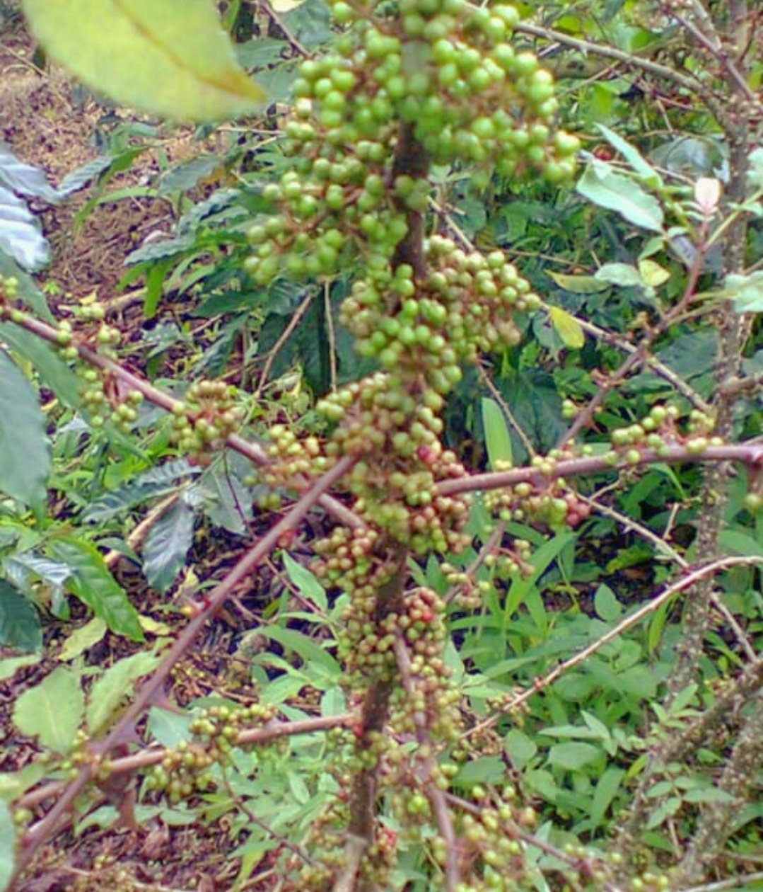 Resep Masakan Enak: Andaliman (Zanthoxylum acanthopodium)