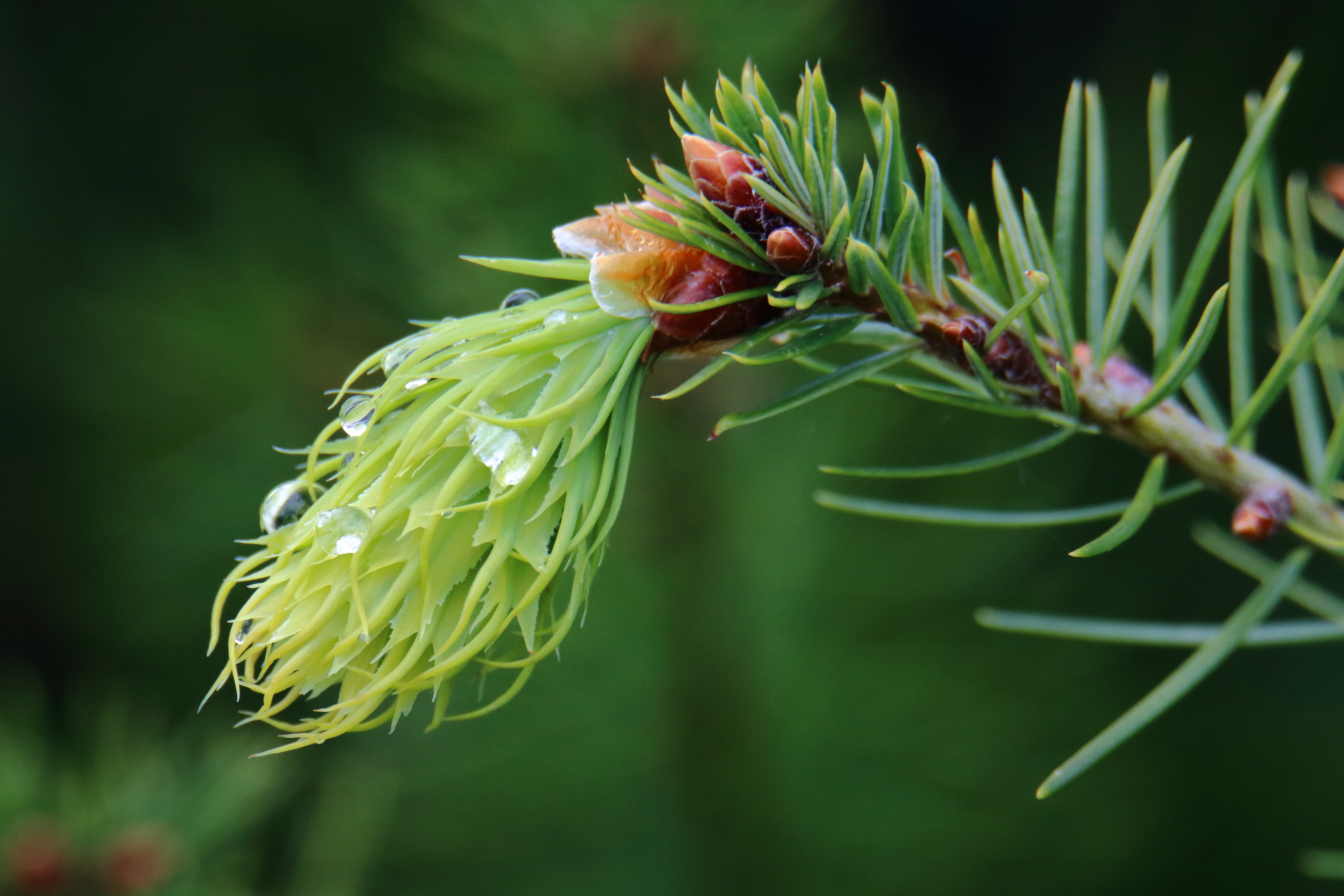 Russian Ridge Preserve