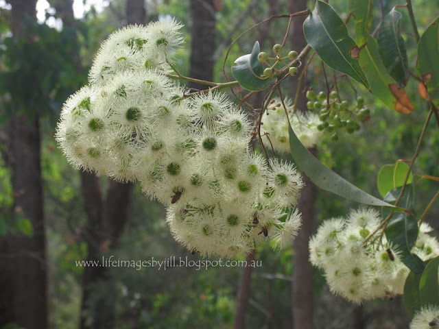 Life Images by Jill: The Marri trees are flowering