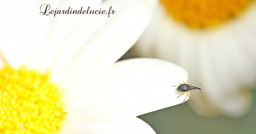 Protapion fulvipes,un petit mâle, noir et jaune.