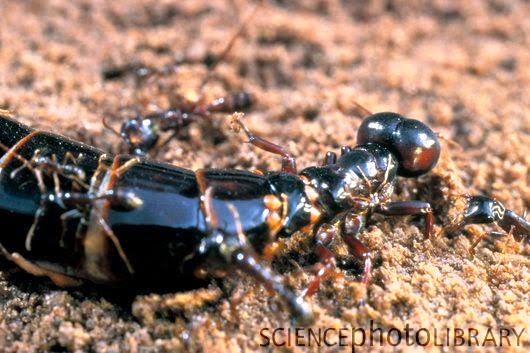 Semut Paling Mematikan Di Dunia | KREATIVITAS ALAM