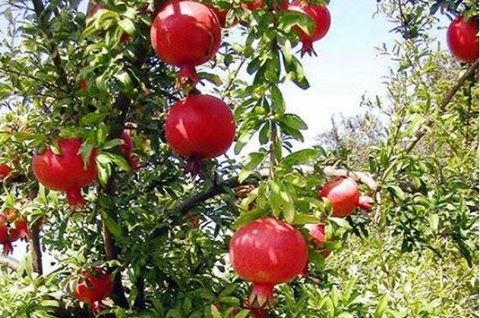 ΑΡΚΑΔΙΚΗ ΑΝΑΓΕΝΝΗΣΗ: Ο περιηγητής Παυσανίας στην Αρκαδία