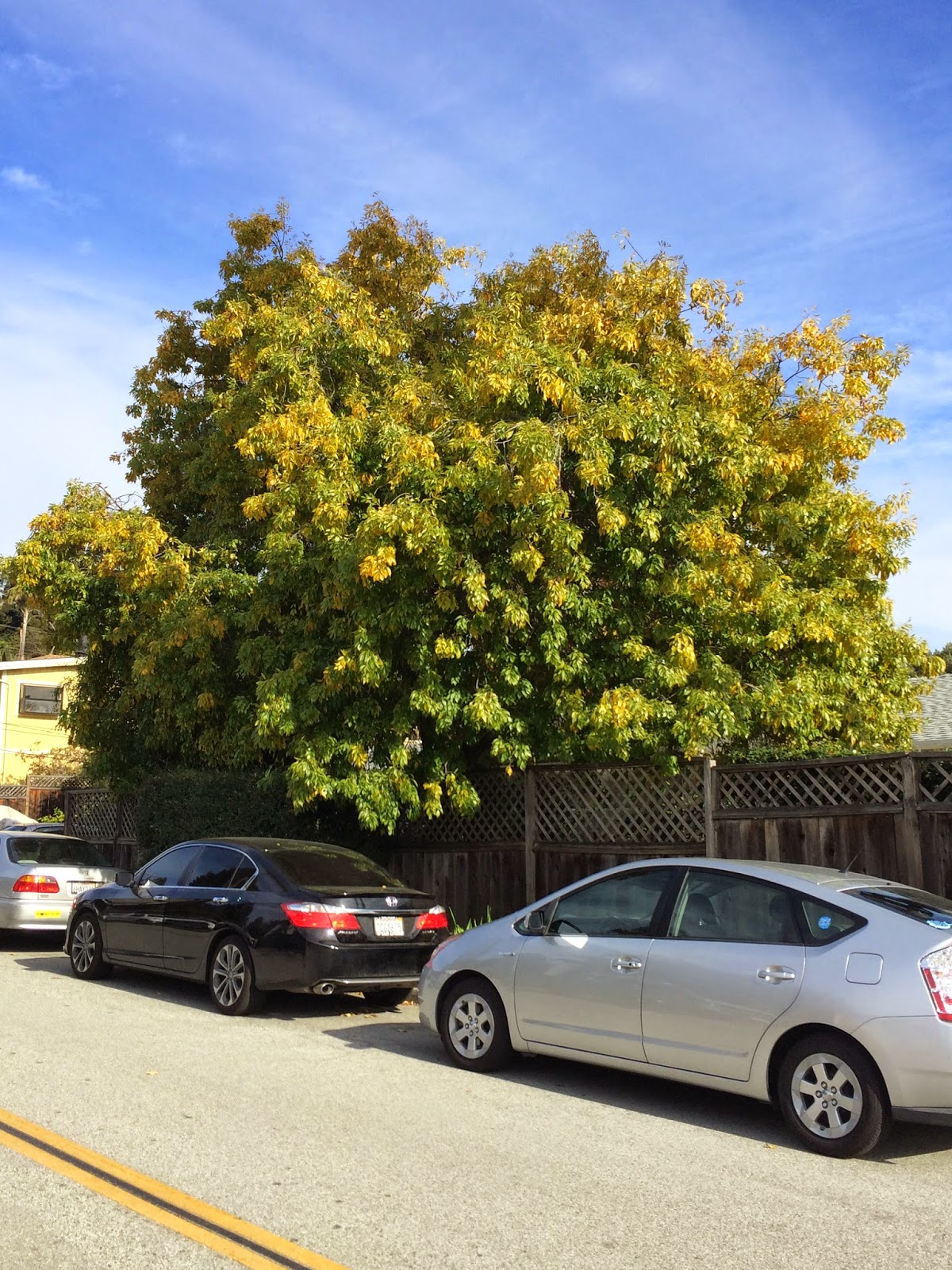 Trees of Santa Cruz County: Fraxinus velutina 'Modesto' - Modesto Ash