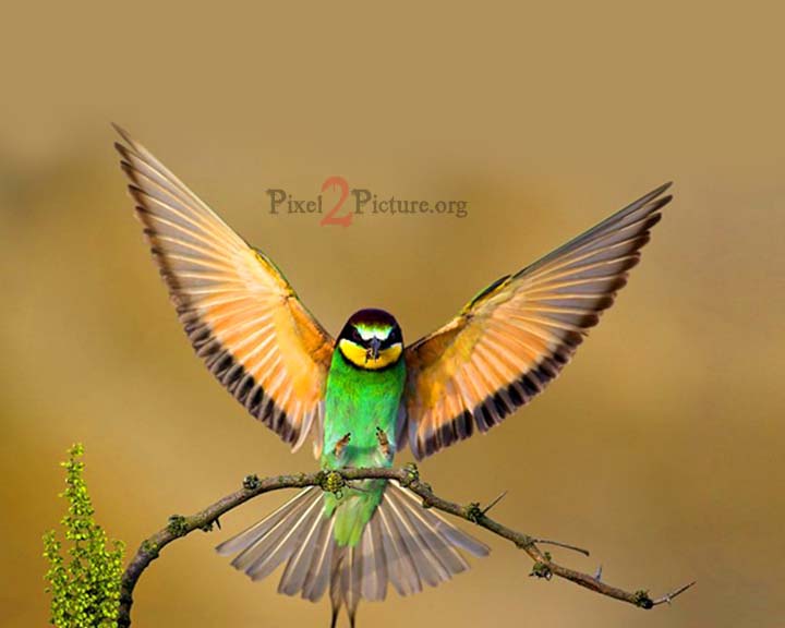 Beautiful flying birds|special pretty birds for you - Pixel2Picture Blog