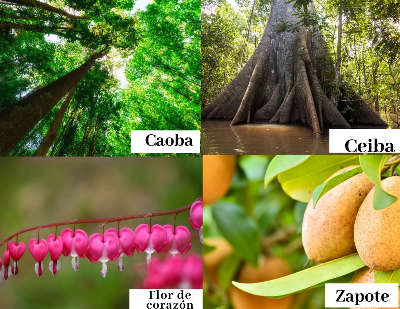 ECOSISTEMAS DE MÉXICO: BOSQUE TROPICAL PERENNIFOLIO.