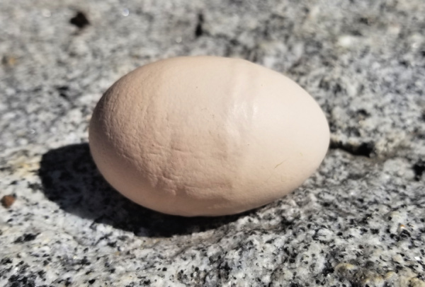 Why Does my Chicken Egg Look Weird? - Fresh Eggs Daily® with Lisa Steele