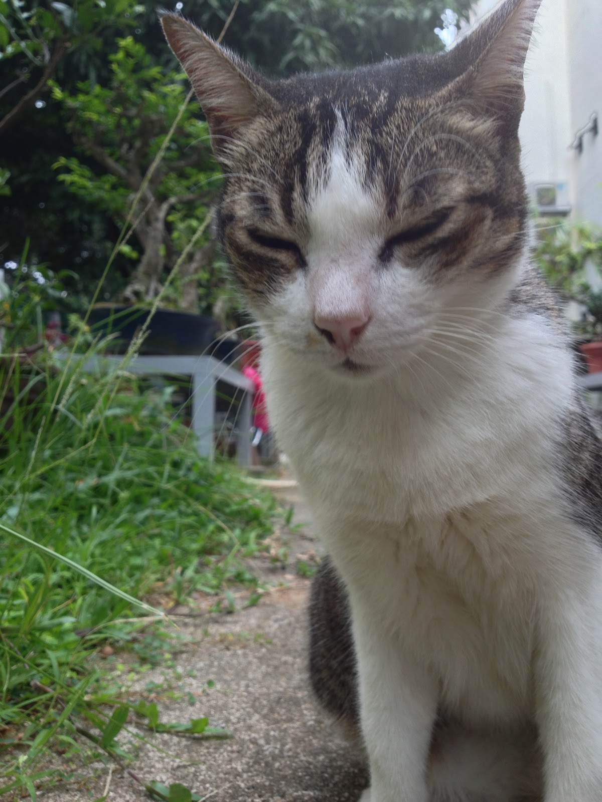 Singapore Community Cats: Lovely community tabby senior cat