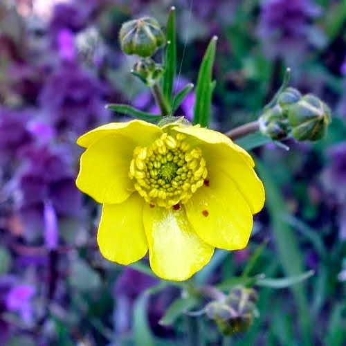 BOGLARKA FLOWER photos - wallpapers | the fun bank