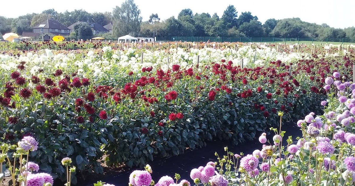 UK Gardening: Dahlia classification groups