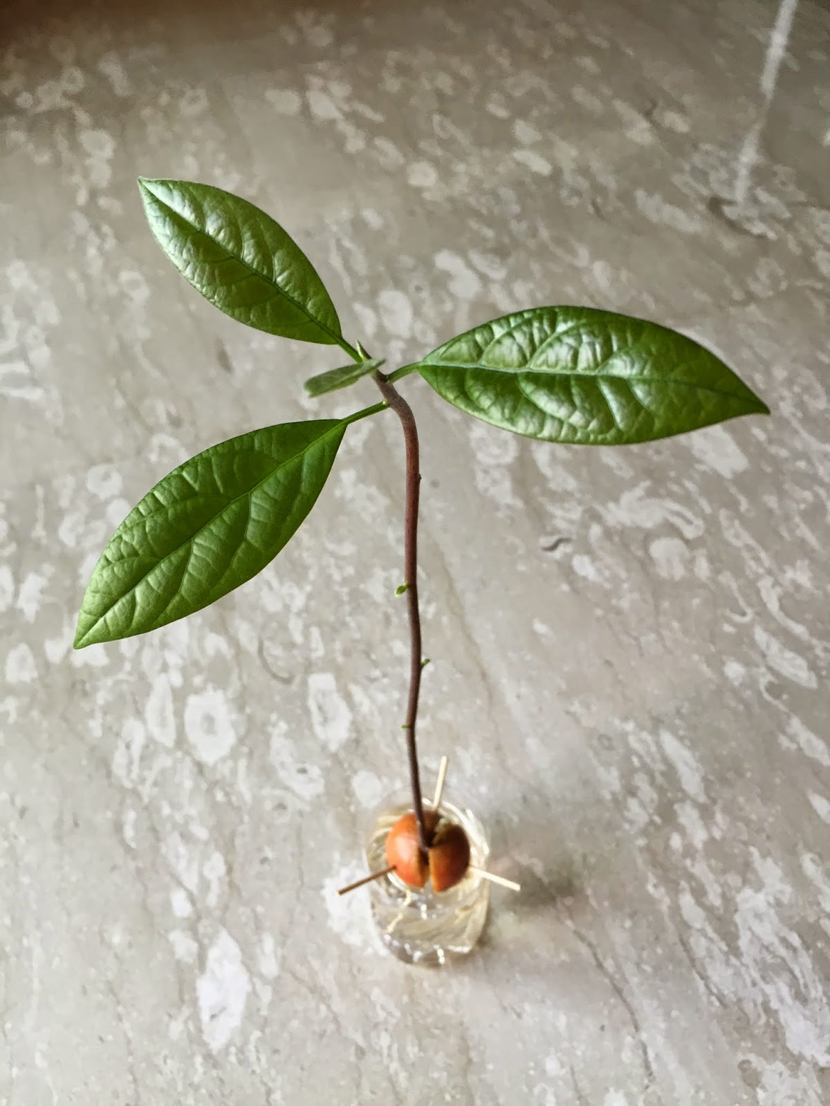 SG My Garden Is Good: Second Avocado seedling