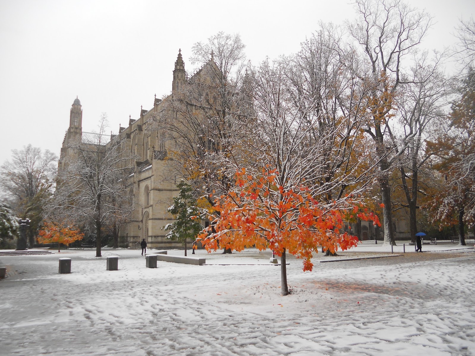Nature Photography: First Snow at Princeton