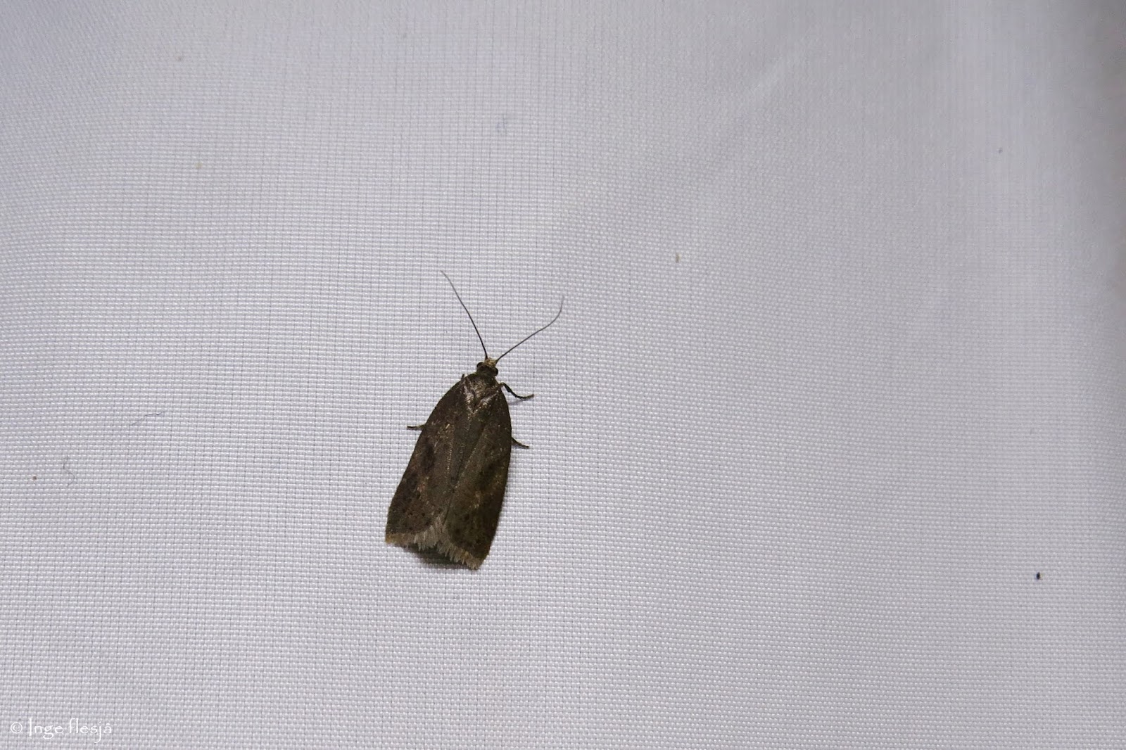 NaturFotoz: LepiLED - Spangereid, Lindesnes 13. mai 2018