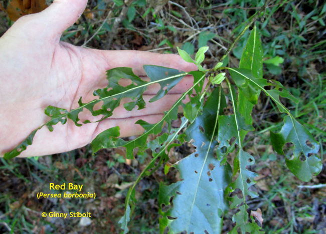 Green Gardening Matters: An update: red bay trees that died back from ...