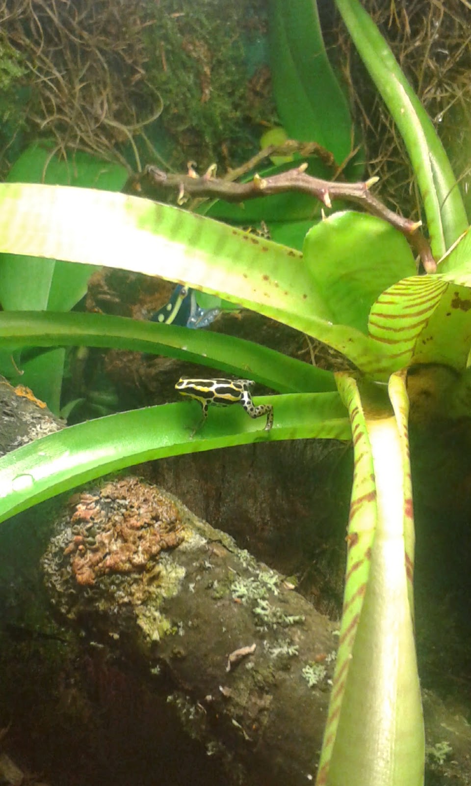 Akvarisztika, Terrarisztika és minden ami állat