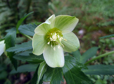 Flores silvestres de color verde - 2