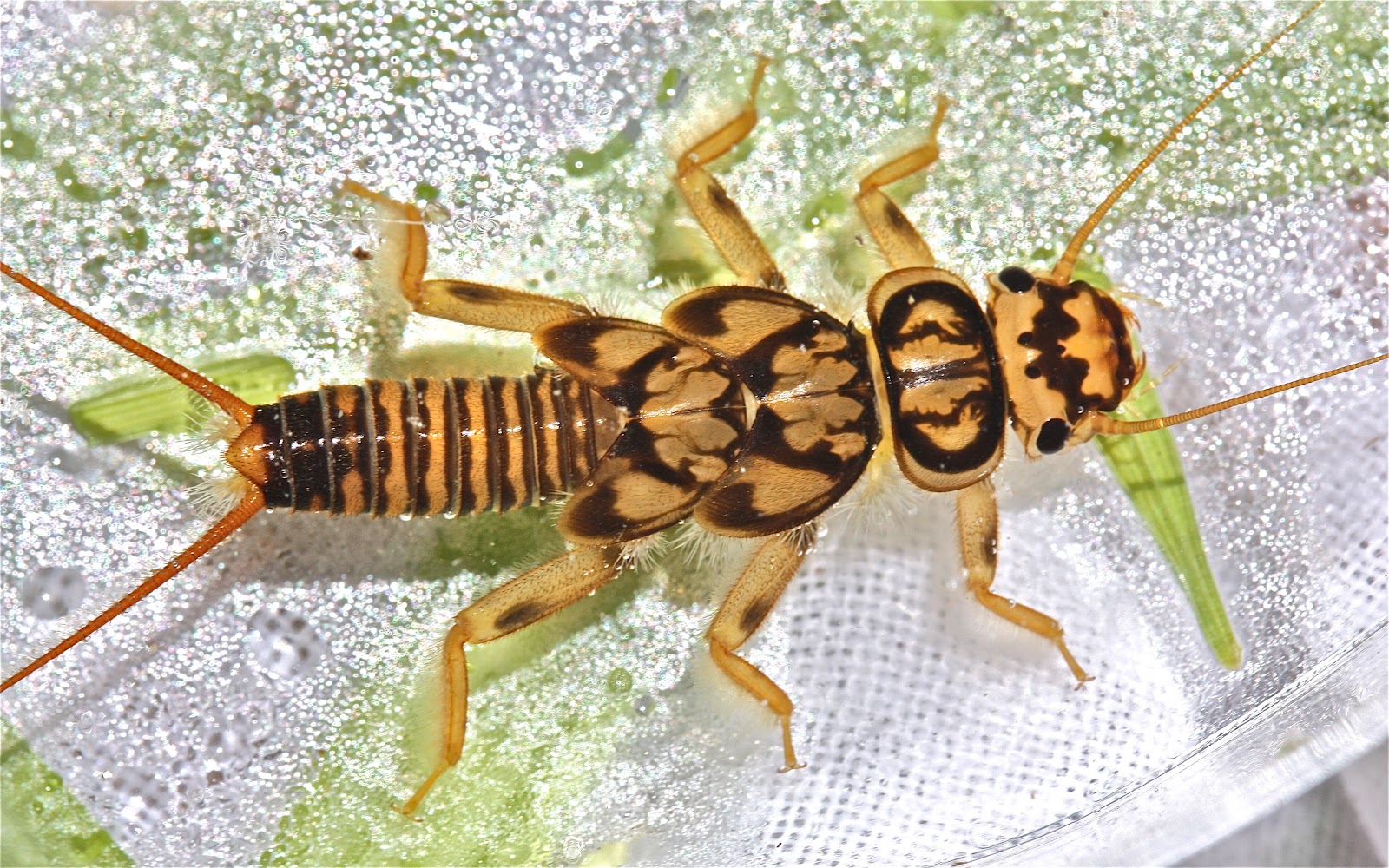 Aquatic Insects of Central Virginia: 詢 (or 訪) 不遇 ("Looking for..but not ...