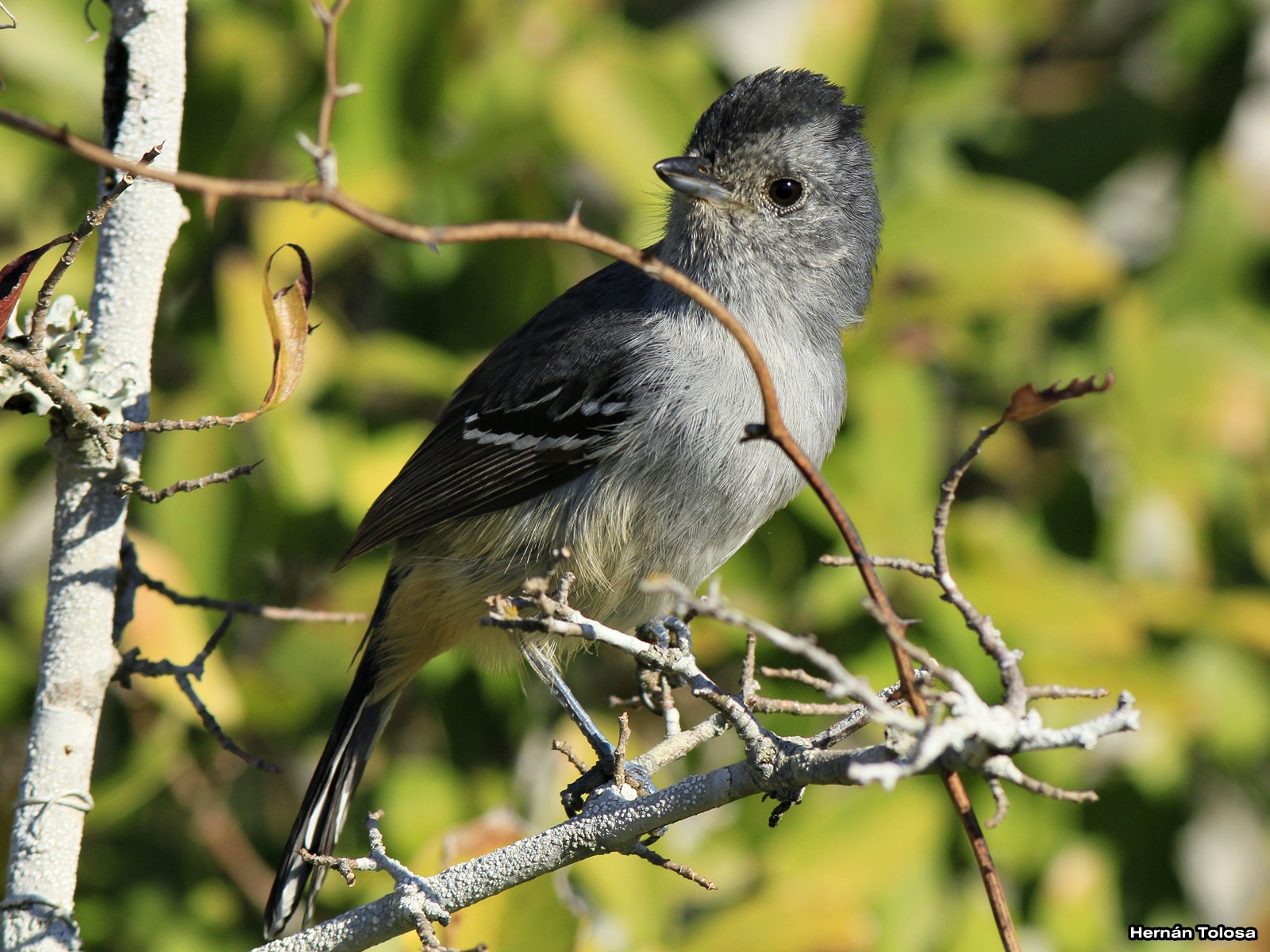 Aves de Argentina: Galería de choca común