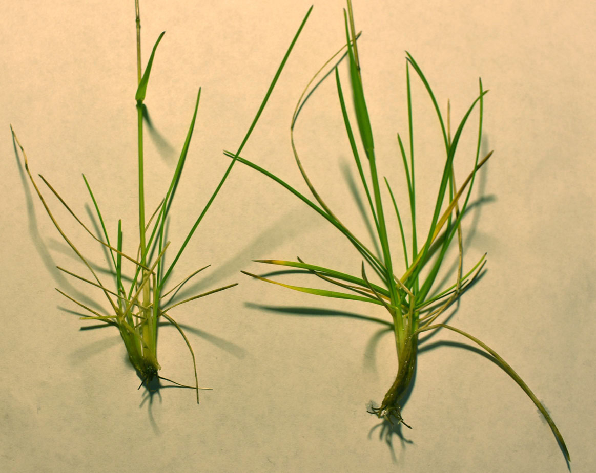 Sejarah Poaceae: Kentucky bluegrass goes wild thanks to Covid-19 Lockdown