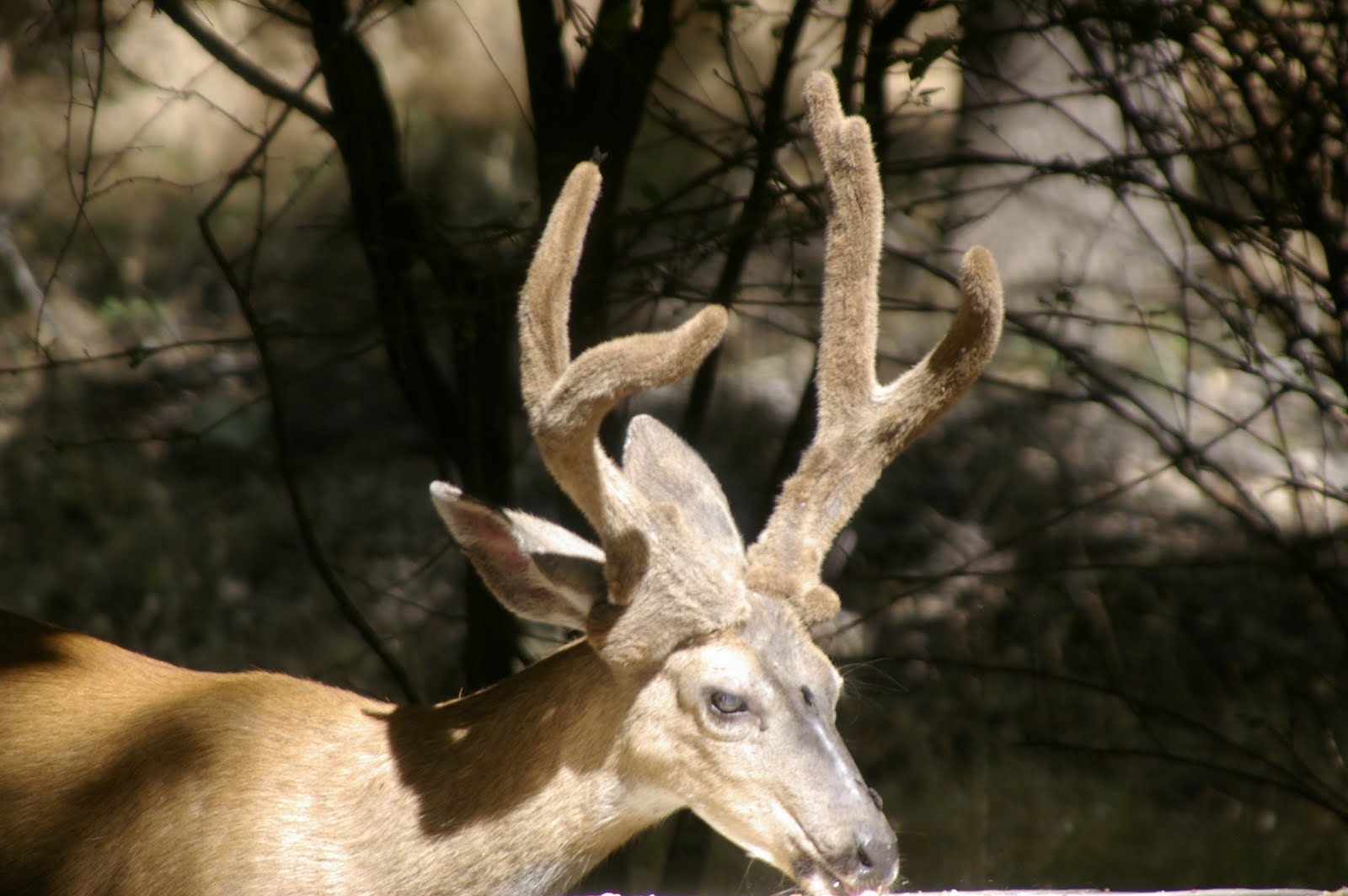 Out at Bob's: My Dear Deer Friends