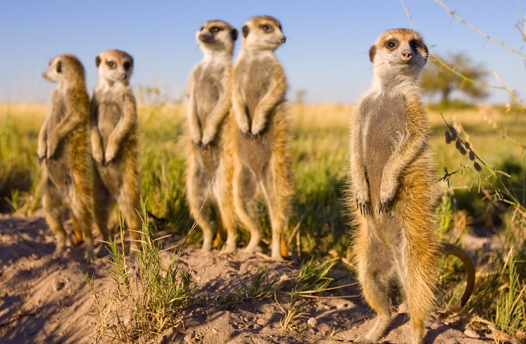 Meerkat ~ Animals Images